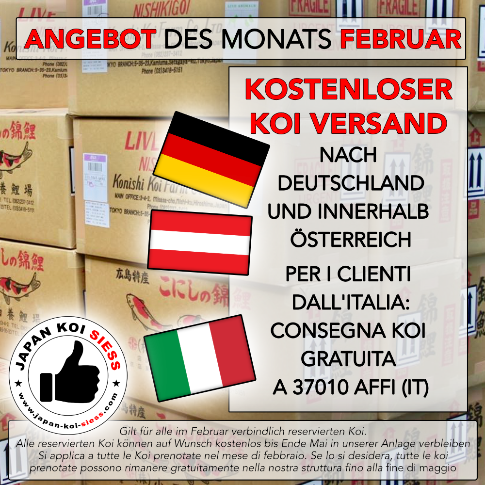 ANGEBOT DES MONATS FEBRUAR – JAPAN KOI SIESS