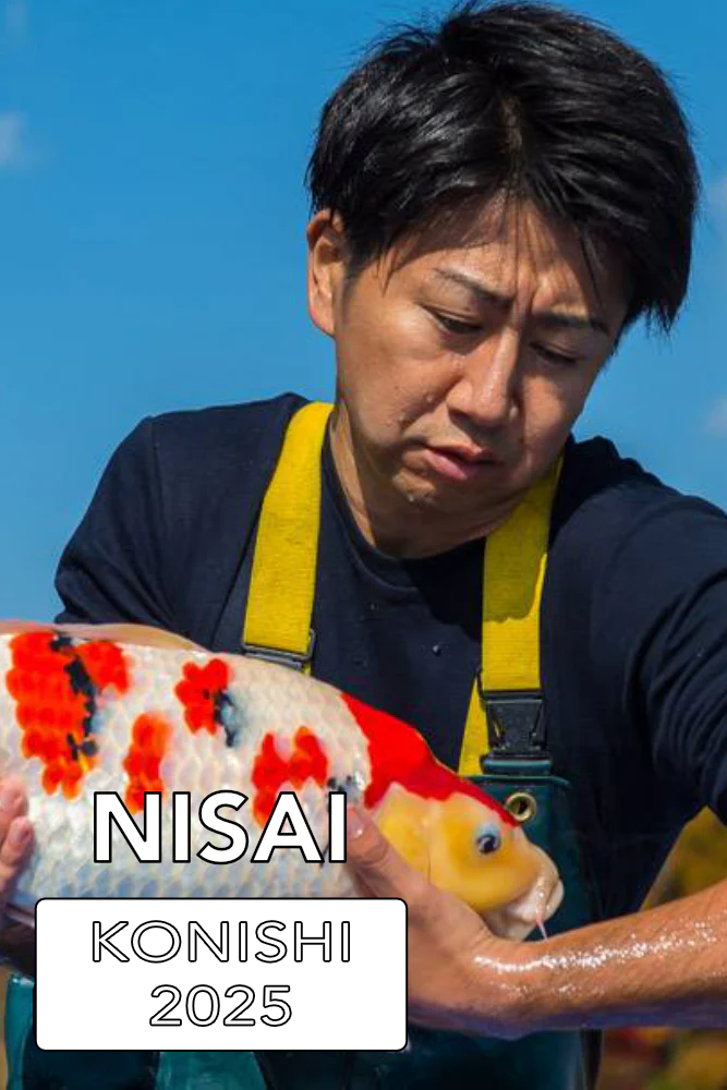 KONISHI KOI by CATEGORIES – JAPAN KOI SIESS
