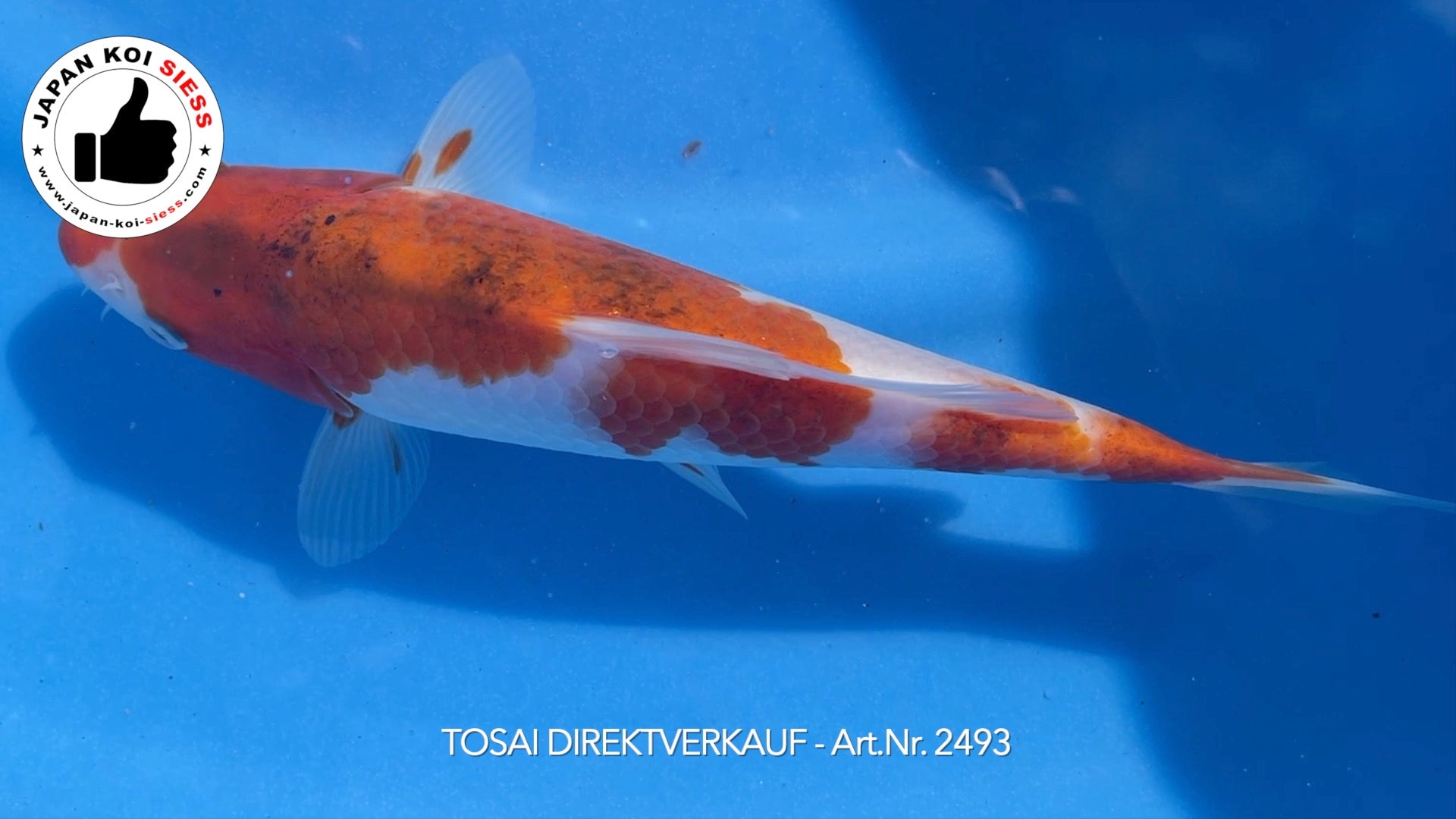 JUMBO TOSAI 2024 – JAPAN KOI SIESS