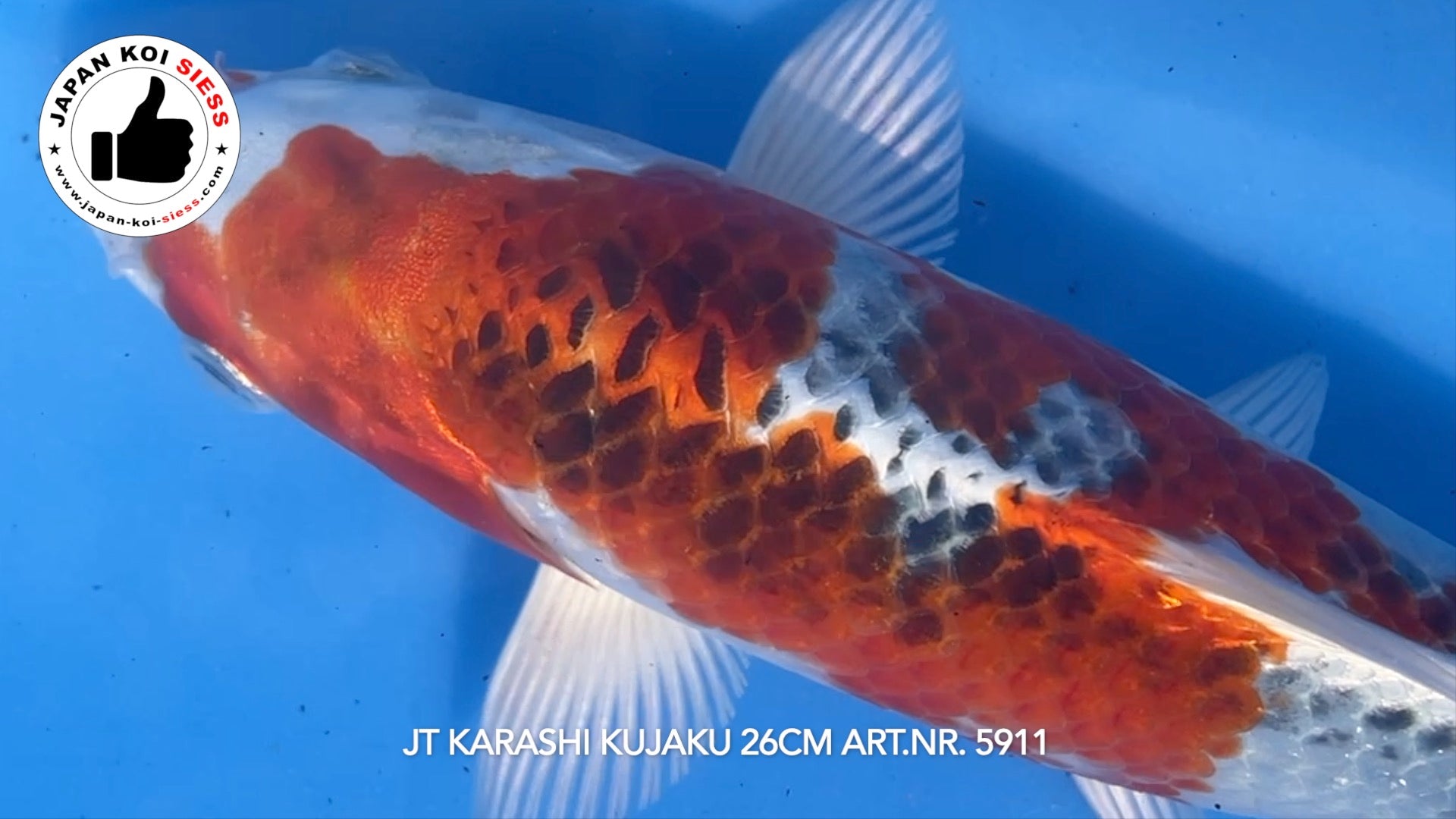 Karashi Kujaku, F/M, Tosai, 26cm, Art.Nr. 5911 – JAPAN KOI SIESS